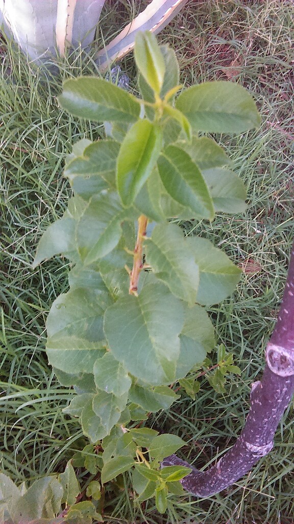 ID this cherry rootstock - General Fruit Growing - Growing Fruit