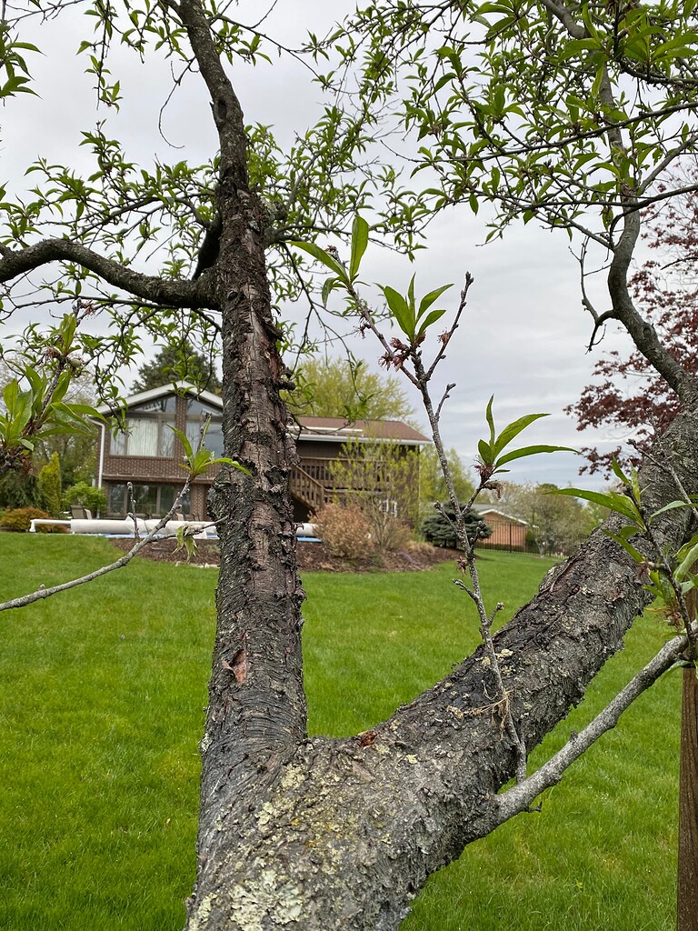 Peeling bark on mature peach tree scaffolds in PA - General Fruit ...