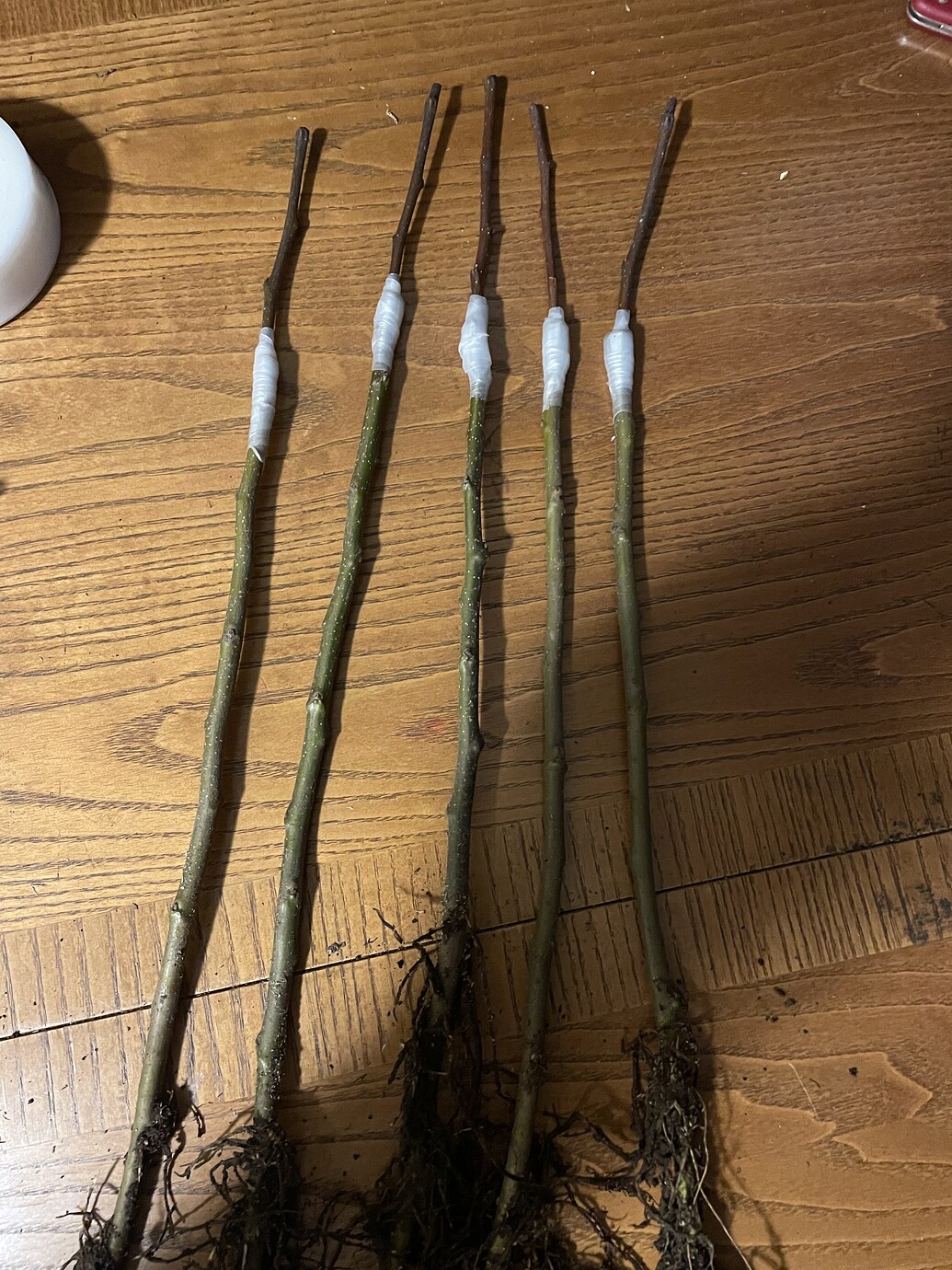 Apple Rootstock Grafting Follow Ups (With pics) - General Fruit Growing ...