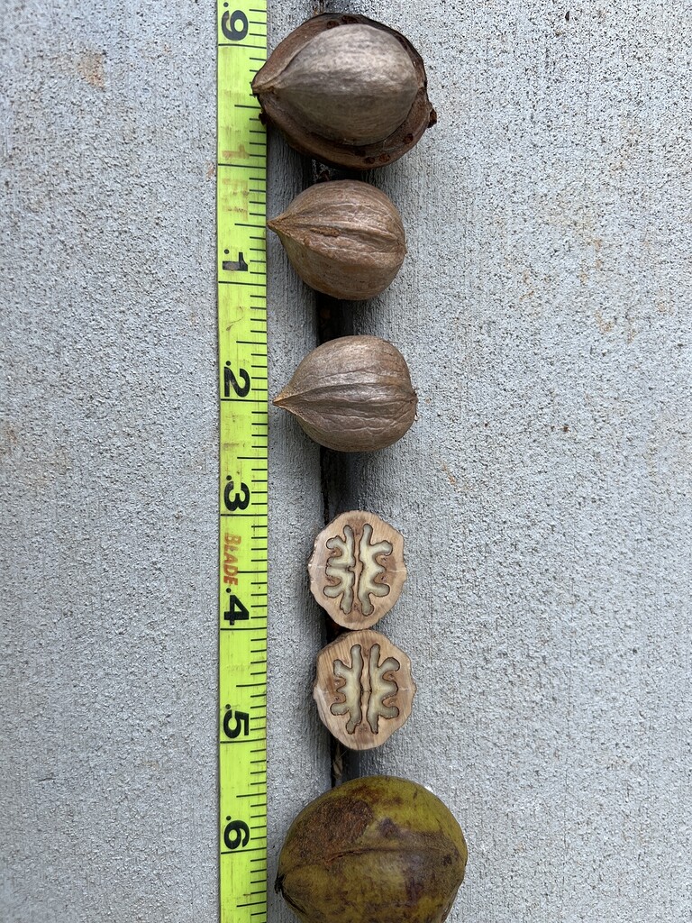 Help with hickory nut ID - Pictures! - Growing Fruit