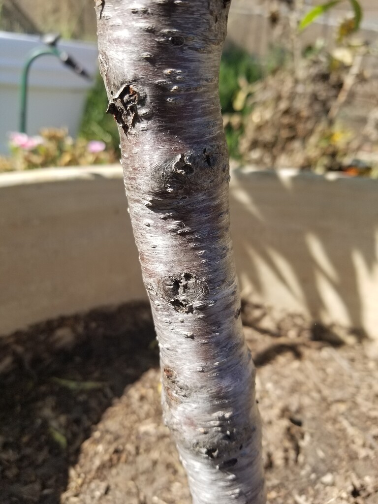 Help with young peach tree - General Fruit Growing - Growing Fruit