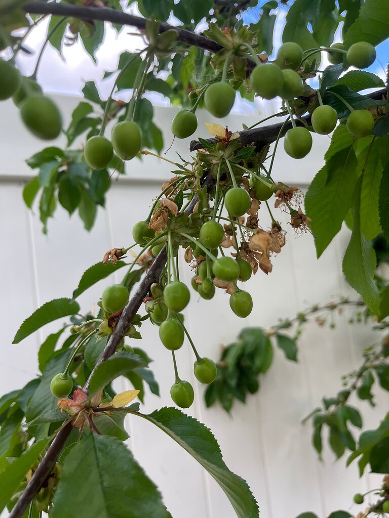 Rainier cherry tree producing in So Cal? - General Fruit Growing ...