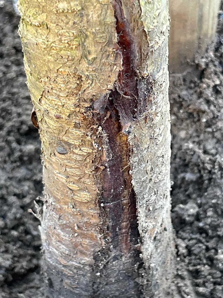 Peach tree rootstock bark disease? - General Fruit Growing - Growing Fruit