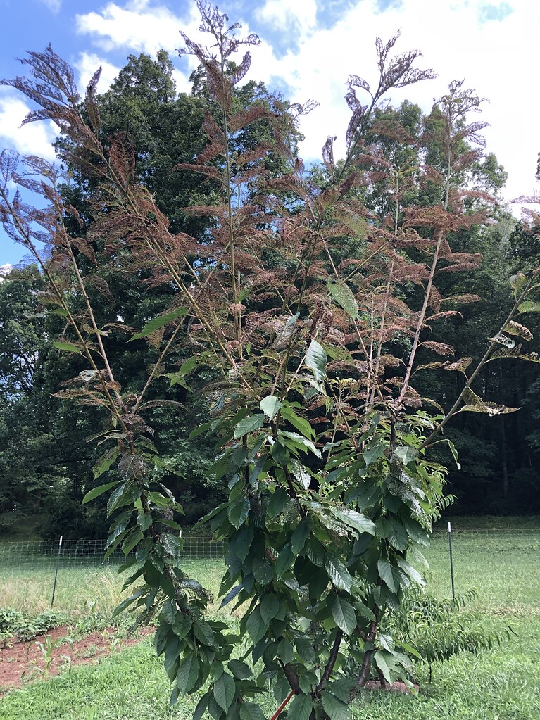 They are back - General Fruit Growing - Growing Fruit