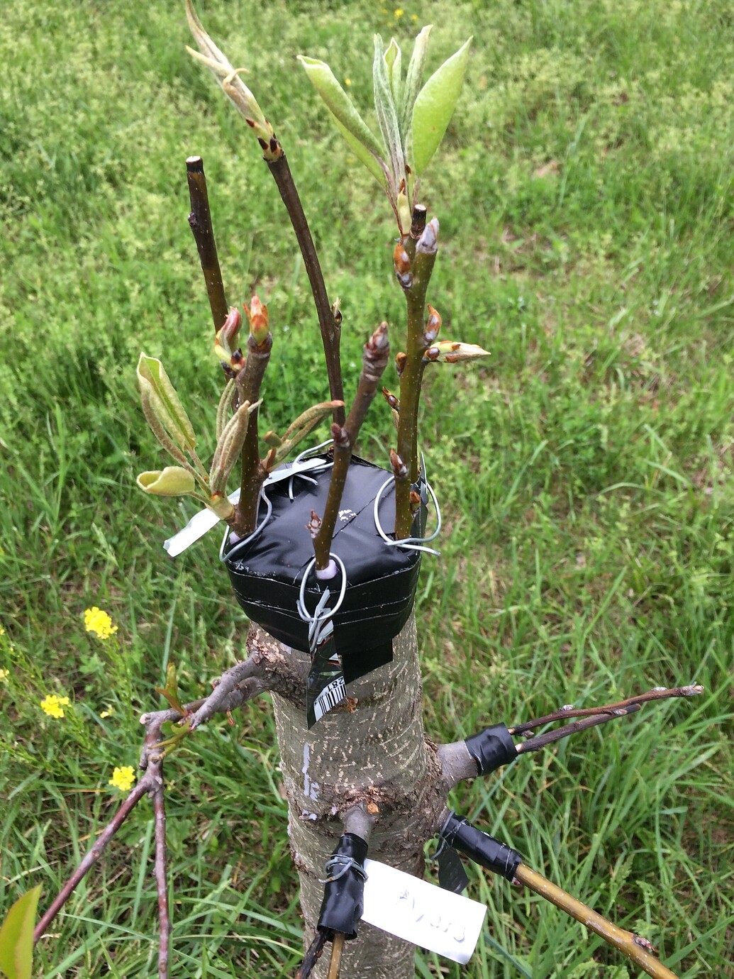 Wild callery pear rootstocks - General Fruit Growing - Growing Fruit