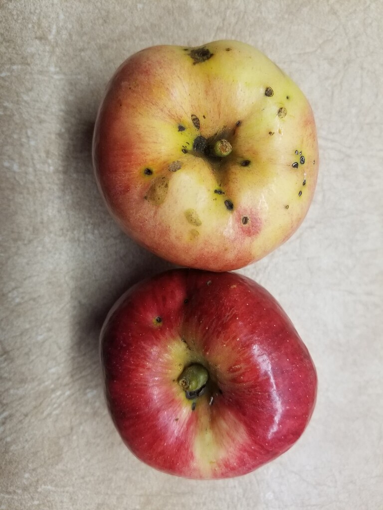 What is wrong with my apples- insects/disease - General Fruit Growing ...