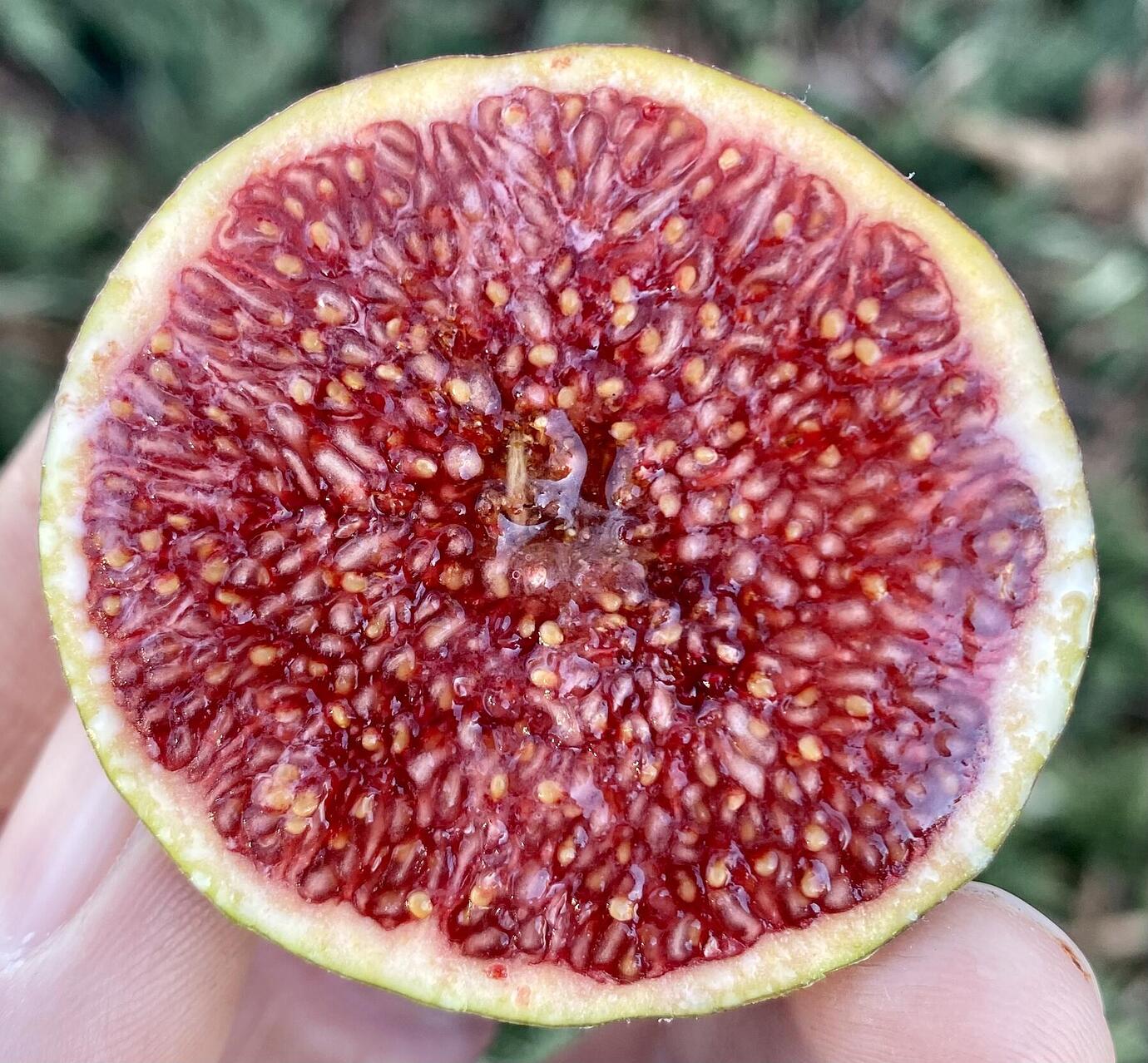 Wild figs of California - General Fruit Growing - Growing Fruit