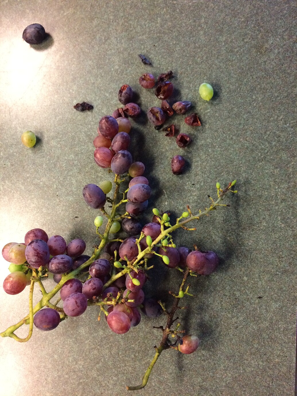 Grafting grape, some initial success - General Fruit Growing - Growing ...