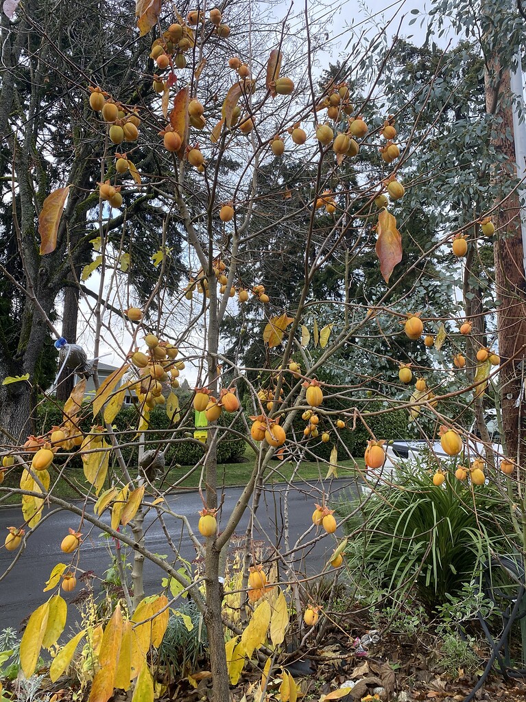 Saijo persimmon tree after leaf fall - Pictures! - Growing Fruit