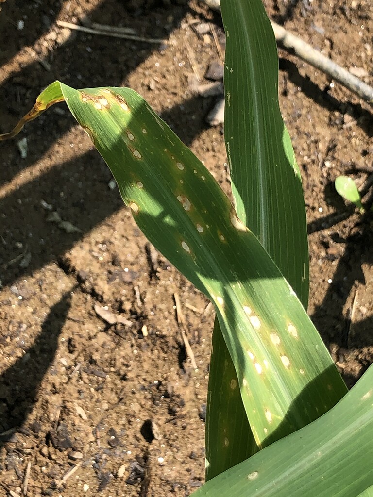 Spots on corn leaves - General Gardening - Growing Fruit