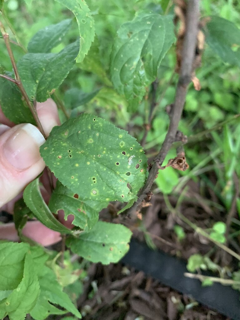 Bush cherries (joy & Jan) help needed - General Fruit Growing - Growing ...