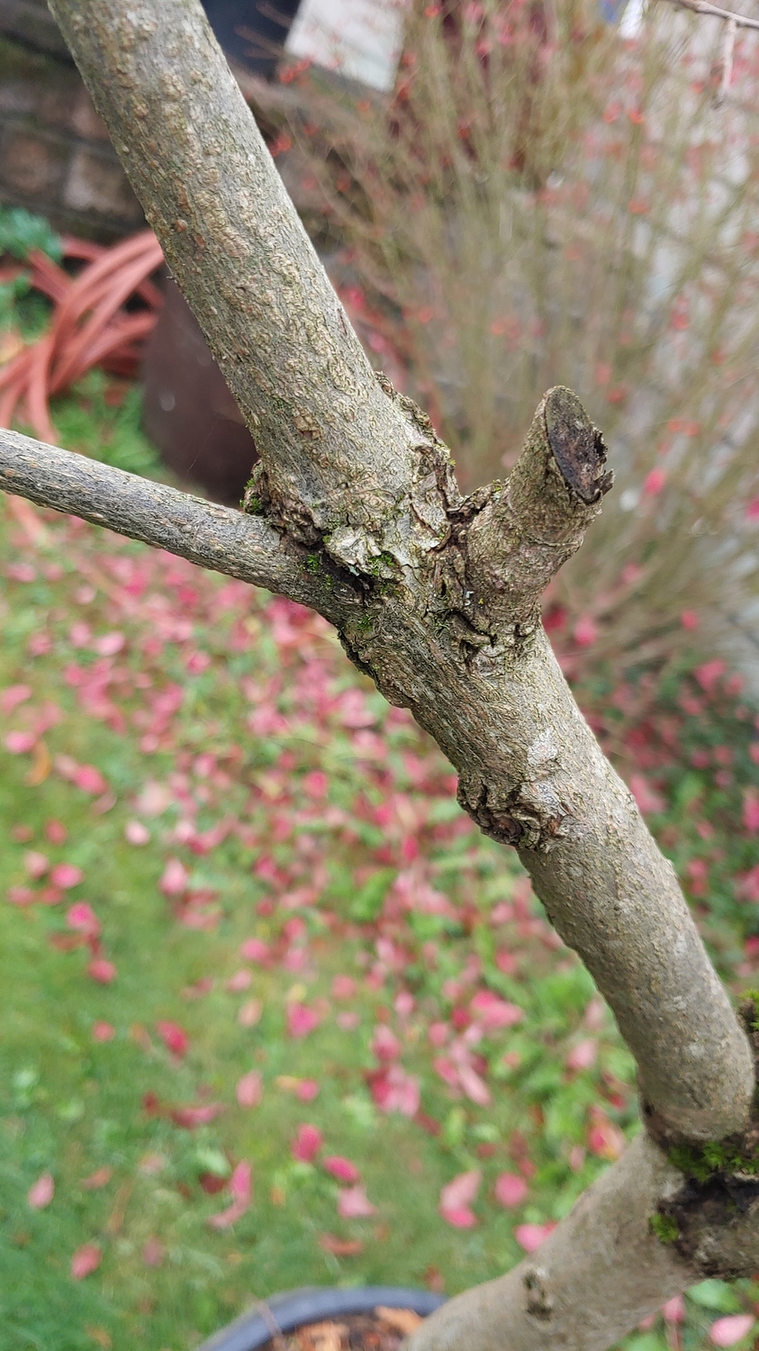 Persimmon bark, is this normal or pathological? - General Fruit Growing ...