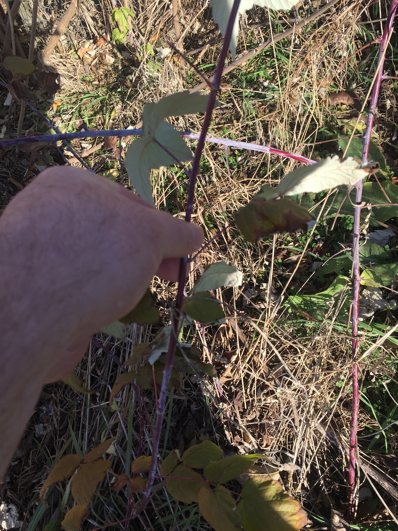 When to take propagate blackberry cuttings? - General Fruit Growing ...