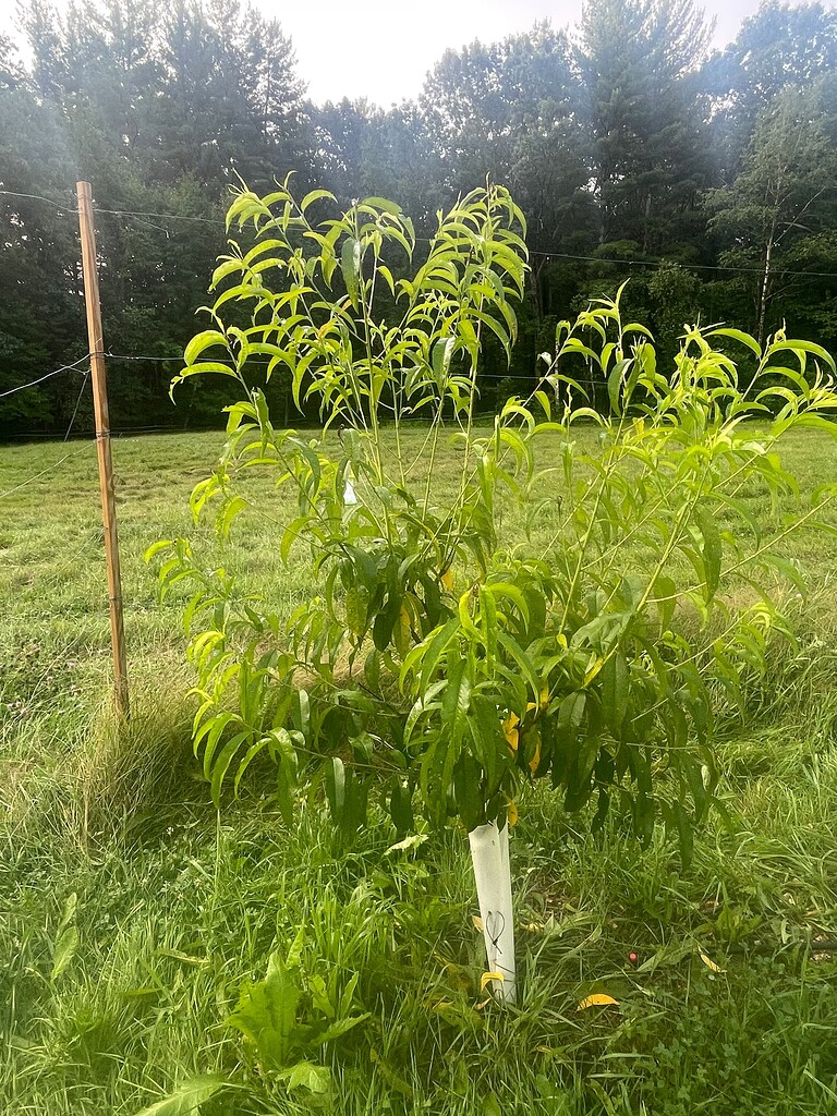 Nutritional support for sick peach tree ? (JB damage) - General Fruit ...