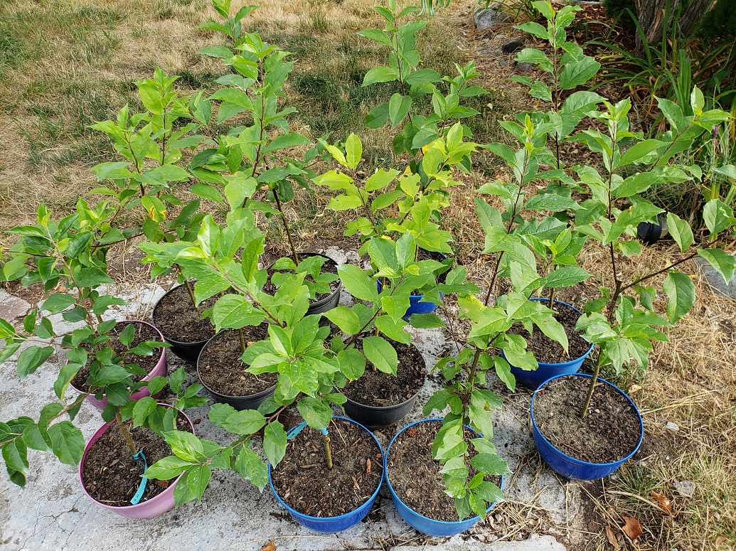 Anyone else have a bad experience with G11 rootstock? - General Fruit ...