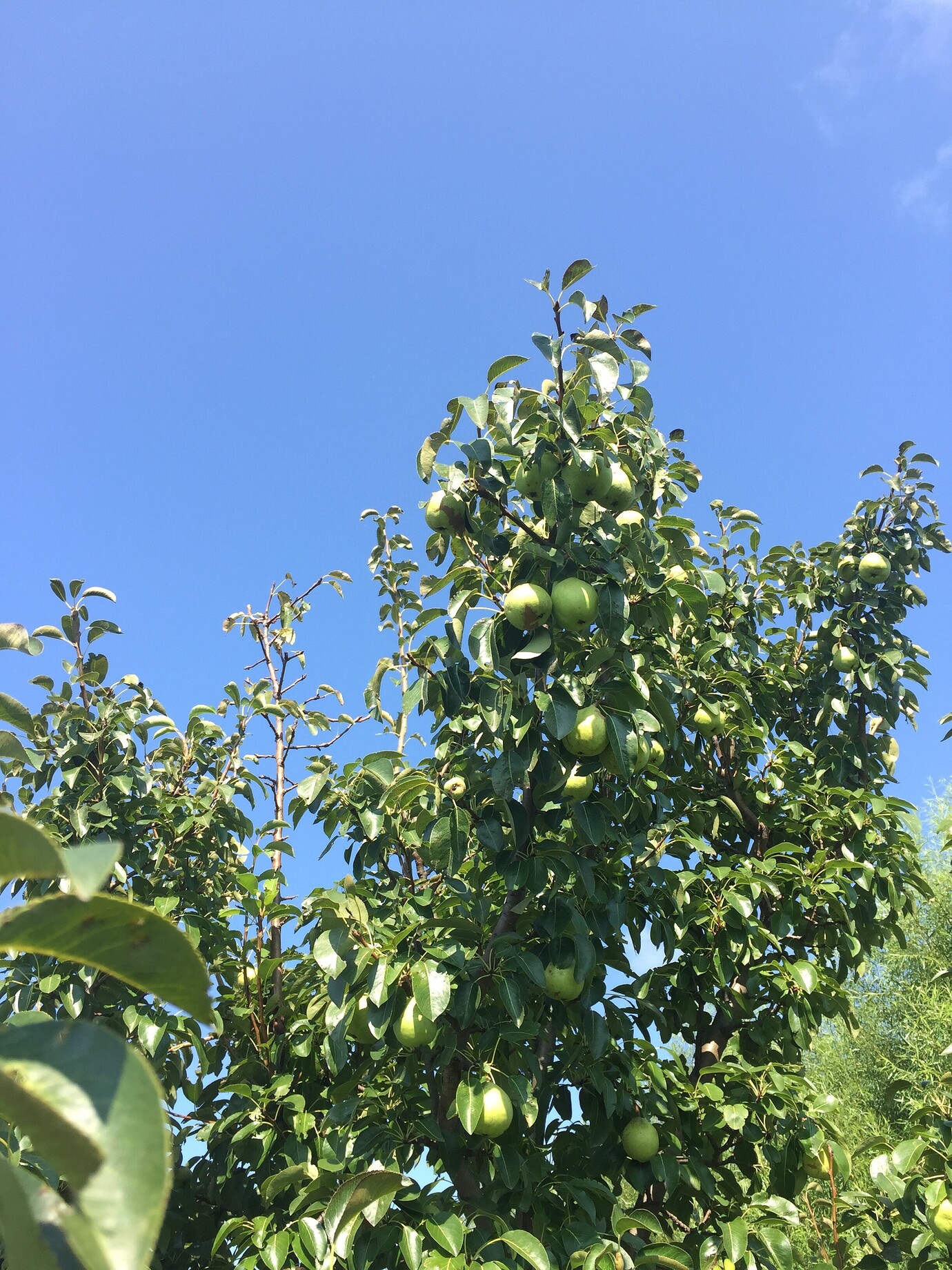 Clark's Small Yellow Pear - General Fruit Growing - Growing Fruit