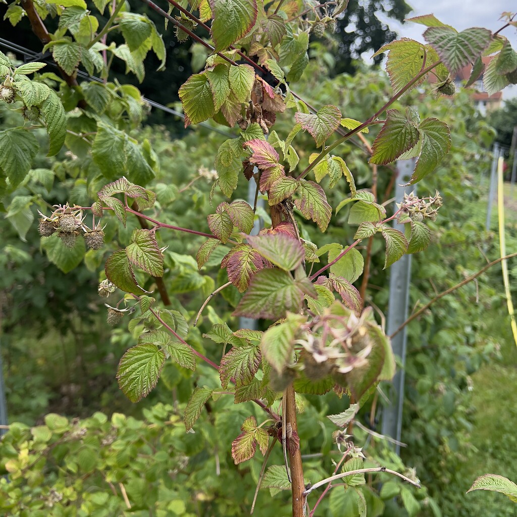 Nutrient deficiency on raspberries - General Fruit Growing - Growing Fruit