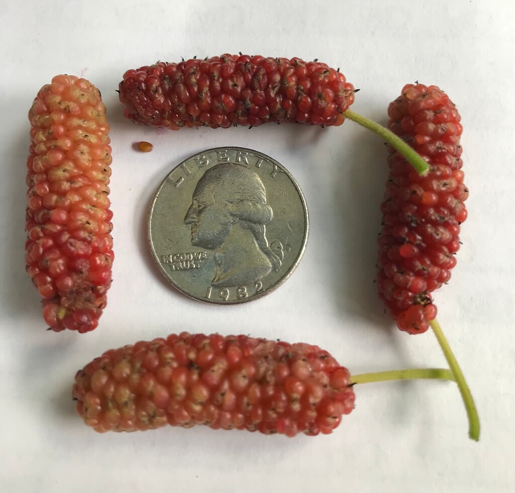 My Morus Rubra - General Fruit Growing - Growing Fruit