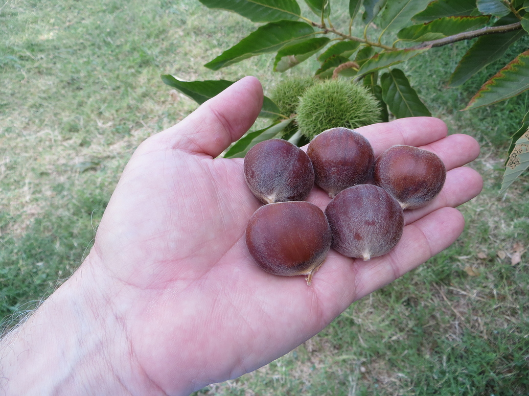 Giant Chestnuts - General Fruit Growing - Growing Fruit