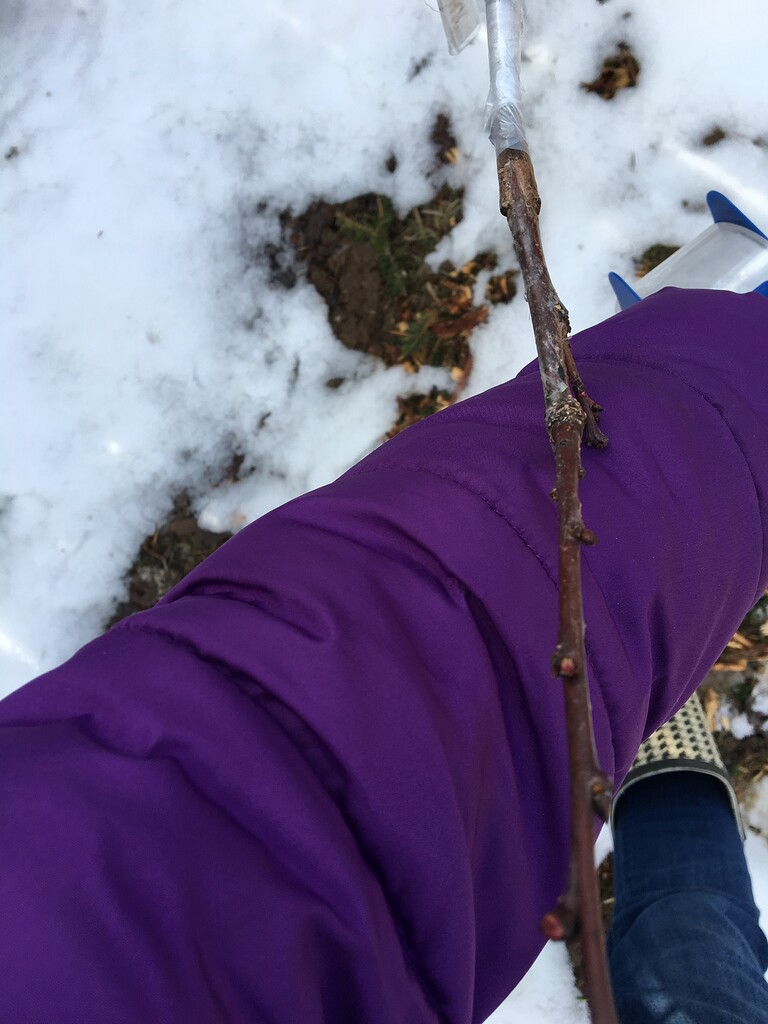 Peach tree damaged - General Fruit Growing - Growing Fruit