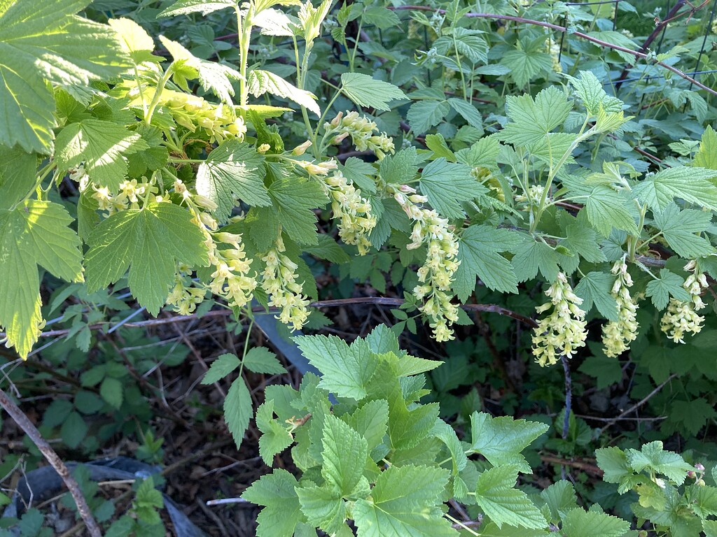 Unknown ribes? - General Fruit Growing - Growing Fruit