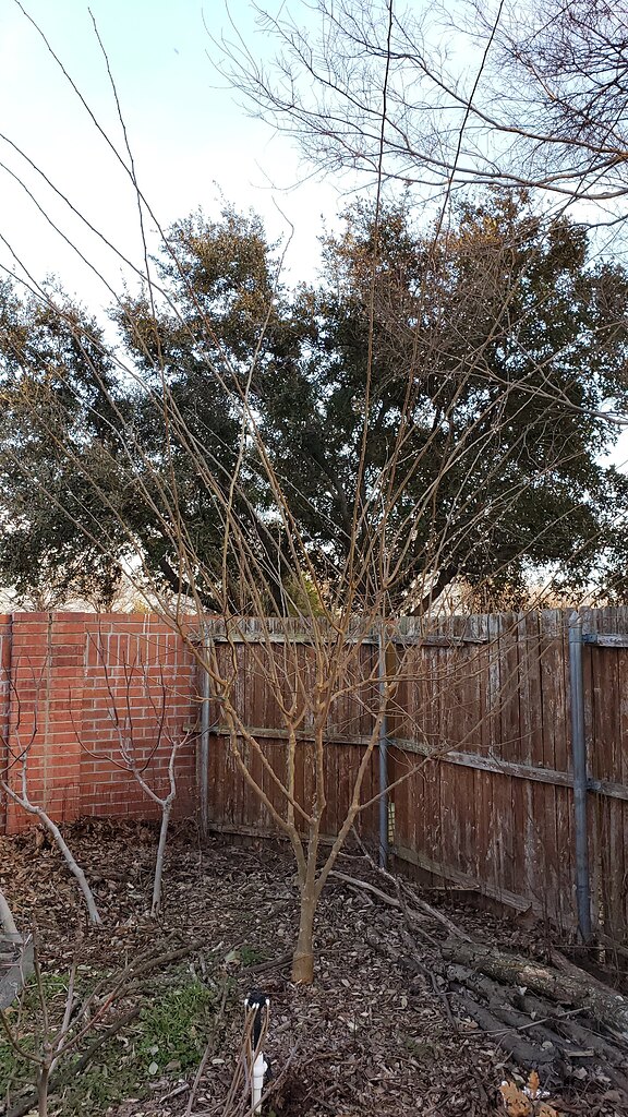 Need advice on pruning Che - General Fruit Growing - Growing Fruit