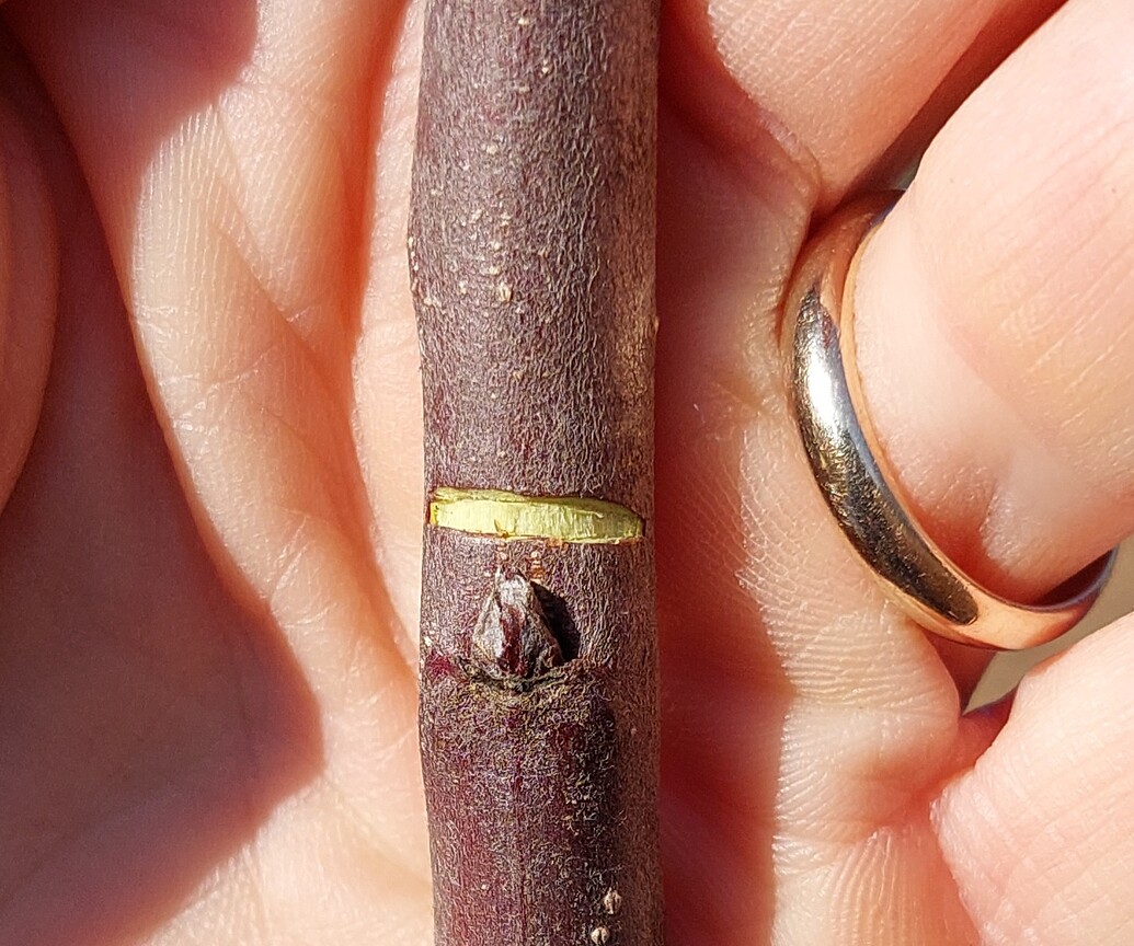 Apple tree recommendations for scaffold - General Fruit Growing ...