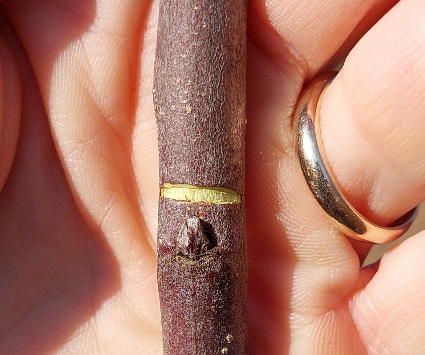 Apple Rootstock Grafting Follow Ups (With pics) - General Fruit Growing ...