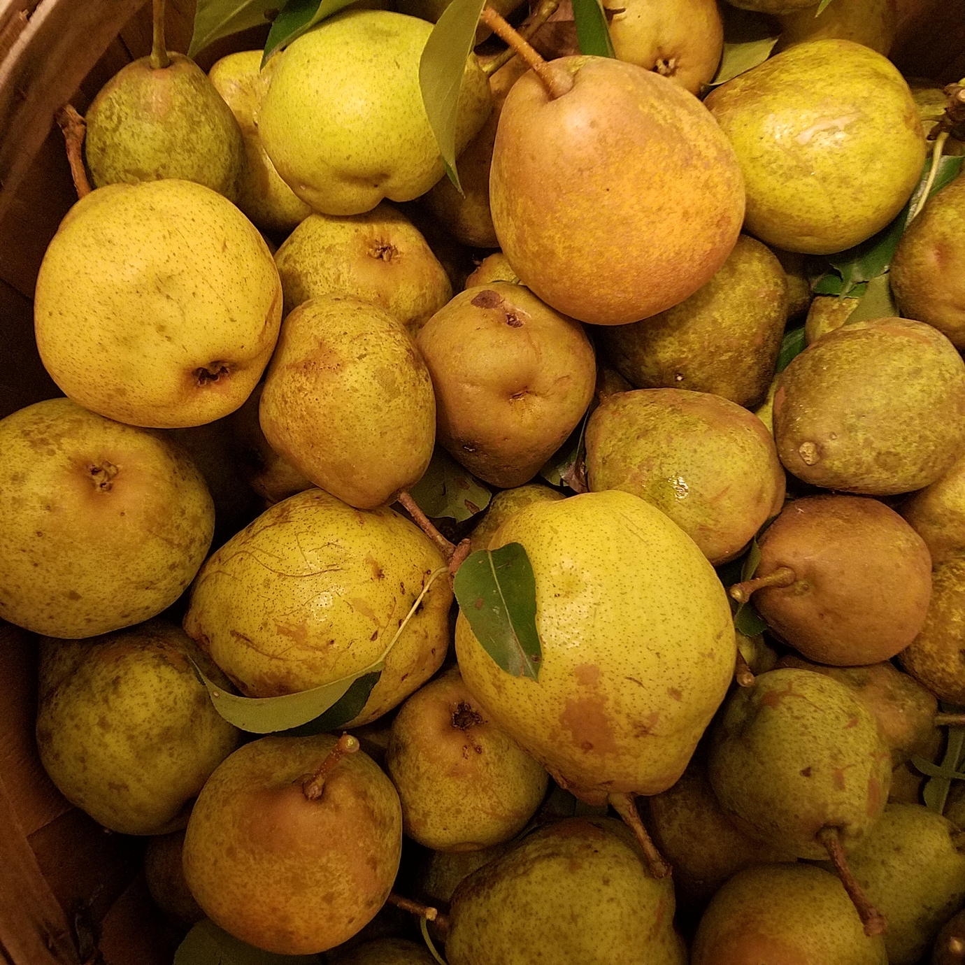 Douglas Pear - Page 3 - General Fruit Growing - Growing Fruit