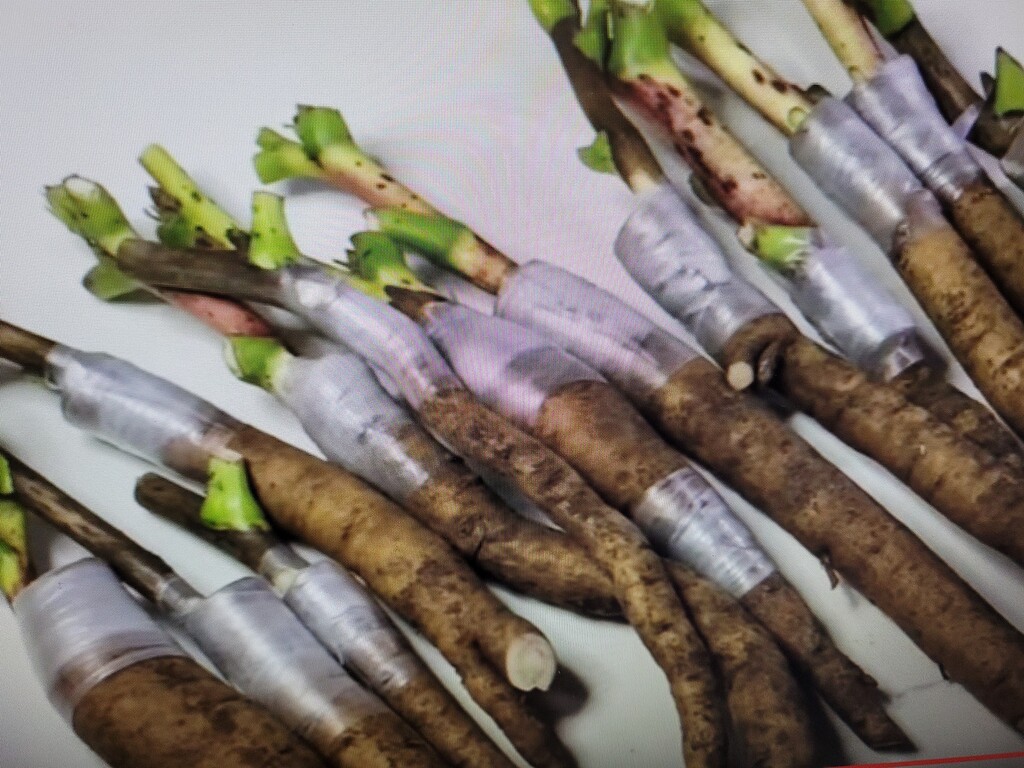 Grafting apple from a mature apple tree large roots - General Fruit ...