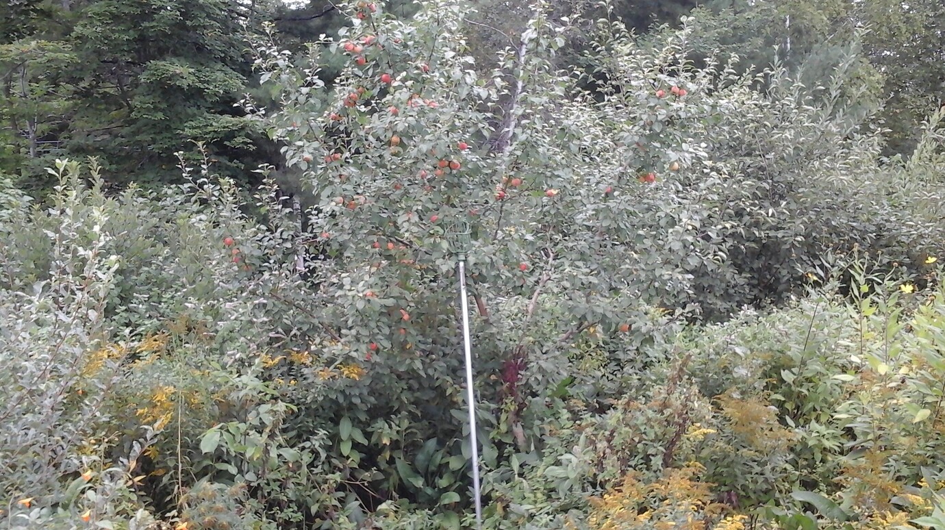 Chestnut crabapple - General Fruit Growing - Growing Fruit