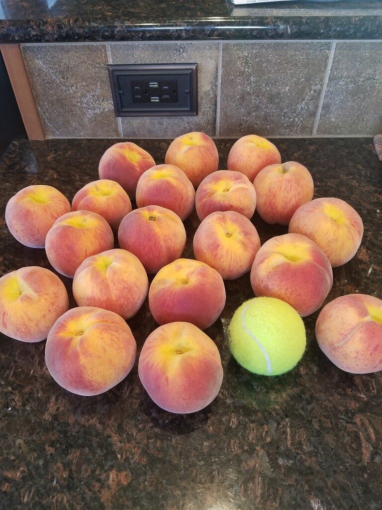 Early Redhaven - Finally! - General Fruit Growing - Growing Fruit