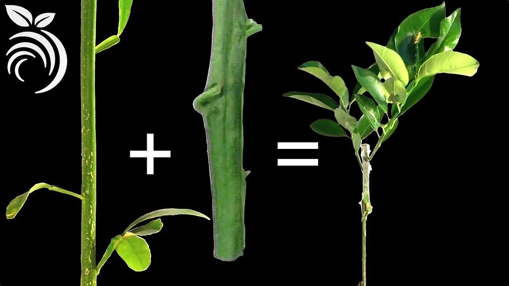 Z graft (grafting scion larger than rootstock) - General Fruit Growing ...