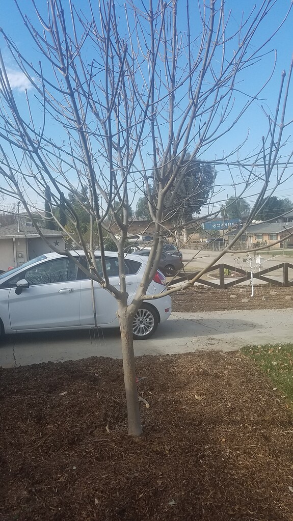 What to do? Autumn Purple Ash Tree - General Gardening - Growing Fruit