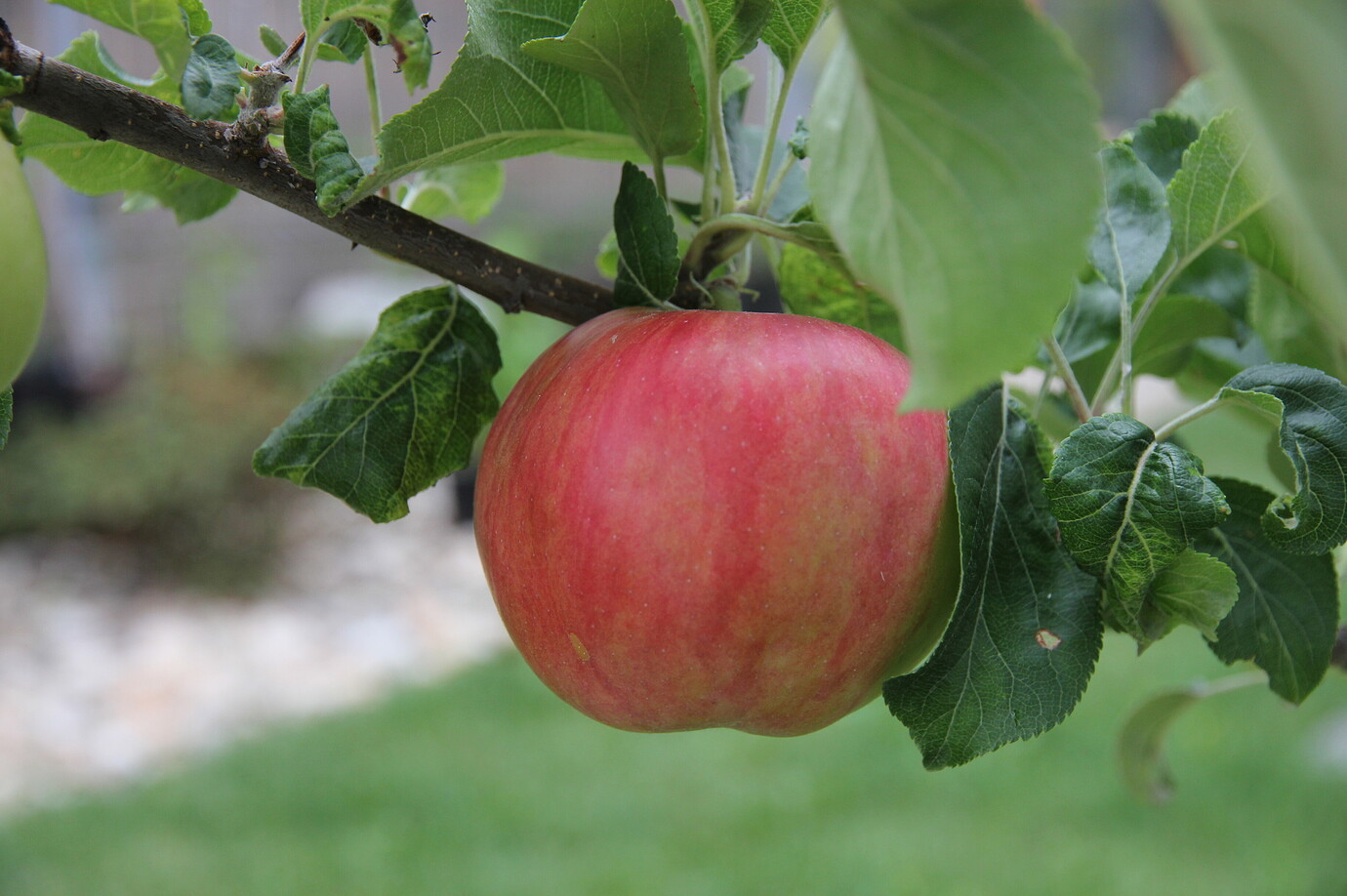 William's Pride apple - is it good? - Page 4 - General Fruit Growing ...