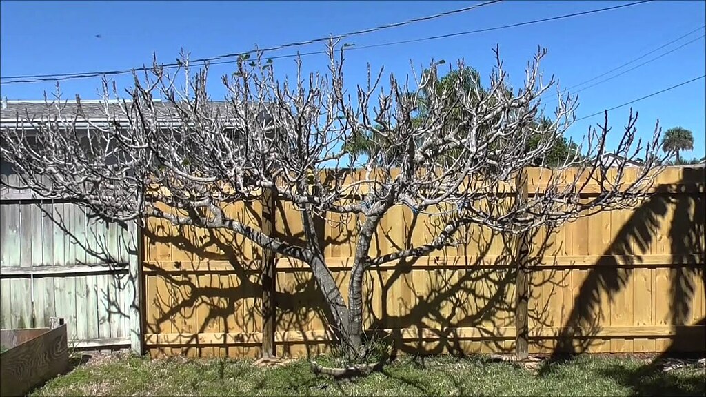 Grow Fig as a Tree in Zone 7 - General Fruit Growing - Growing Fruit