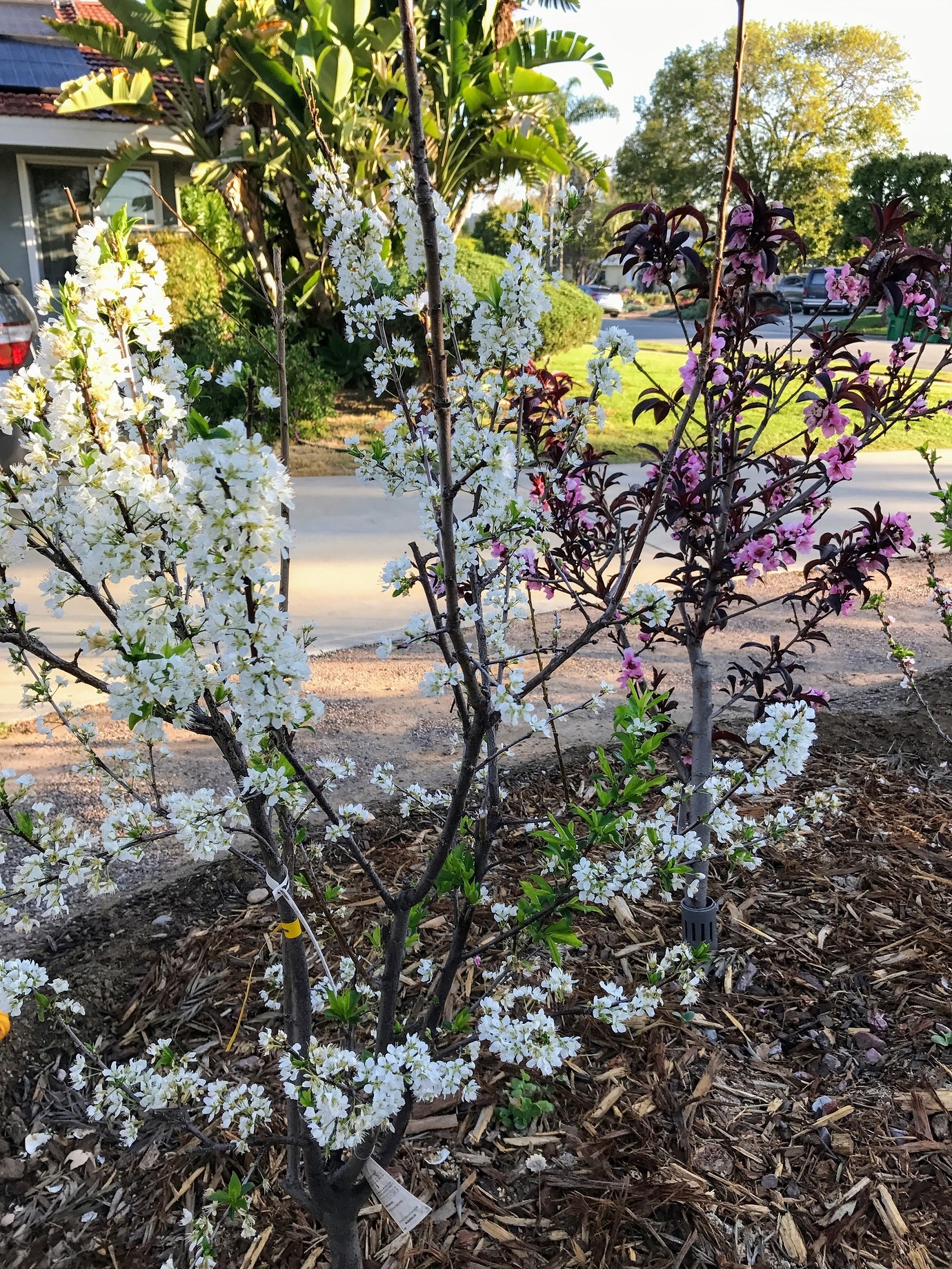 Low Chill Cherry Pollination in SoCal - General Fruit Growing - Growing ...