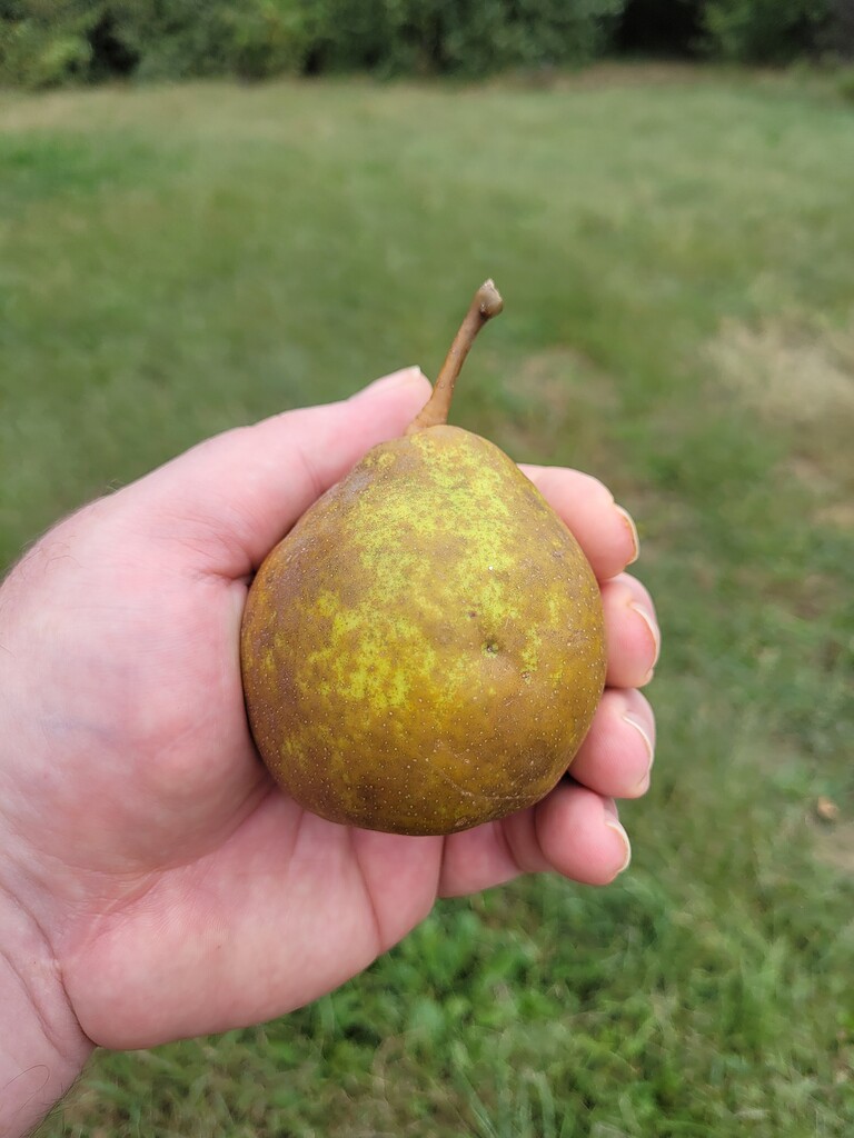 Carrick pear - General Fruit Growing - Growing Fruit