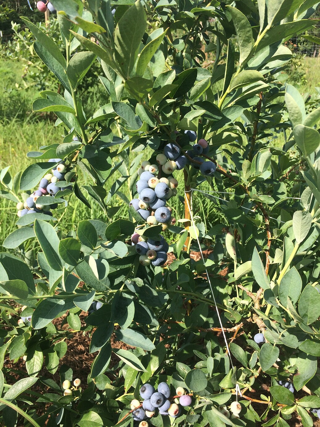 Blueberry Orchard today - Pictures! - Growing Fruit