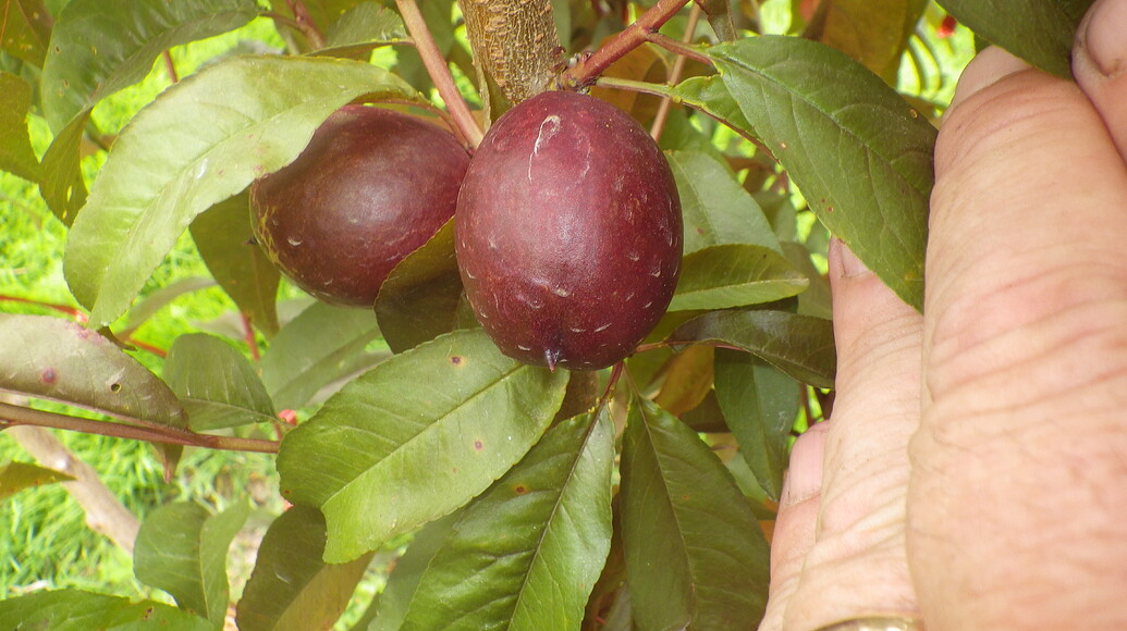 Spice Zee Nectaplums - Page 2 - General Fruit Growing - Growing Fruit