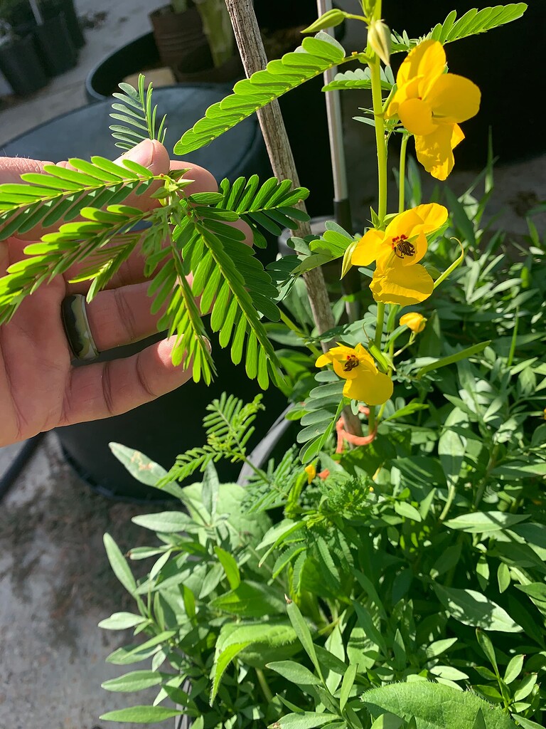 Recognize this wildflower? - General Gardening - Growing Fruit
