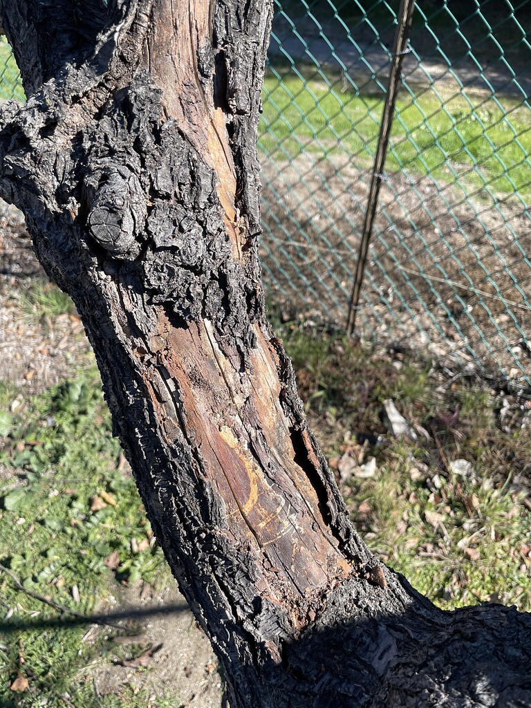 pecan tree bark splitting