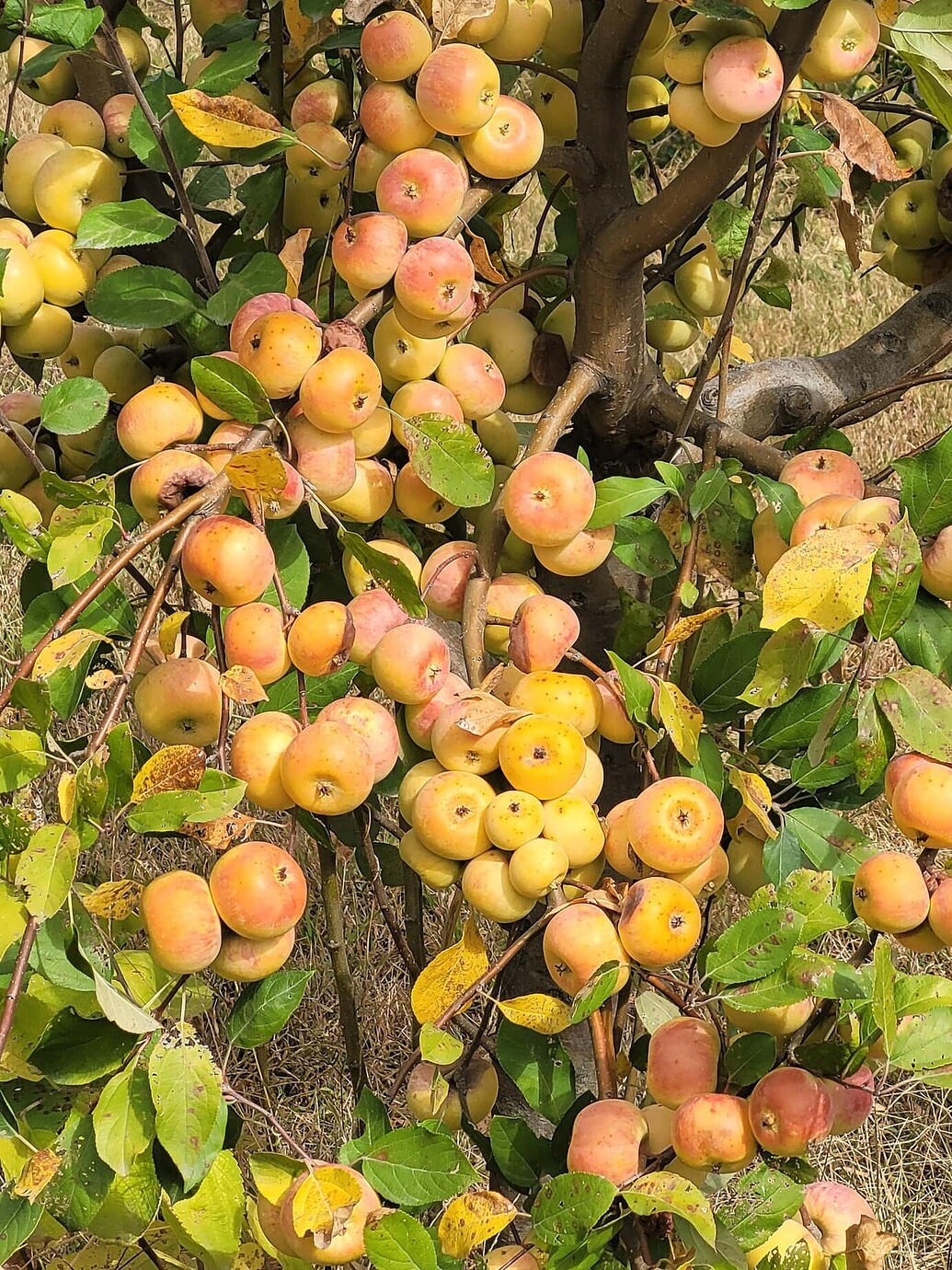 25 best crabapples according to Rennie Orchards - General Fruit Growing ...