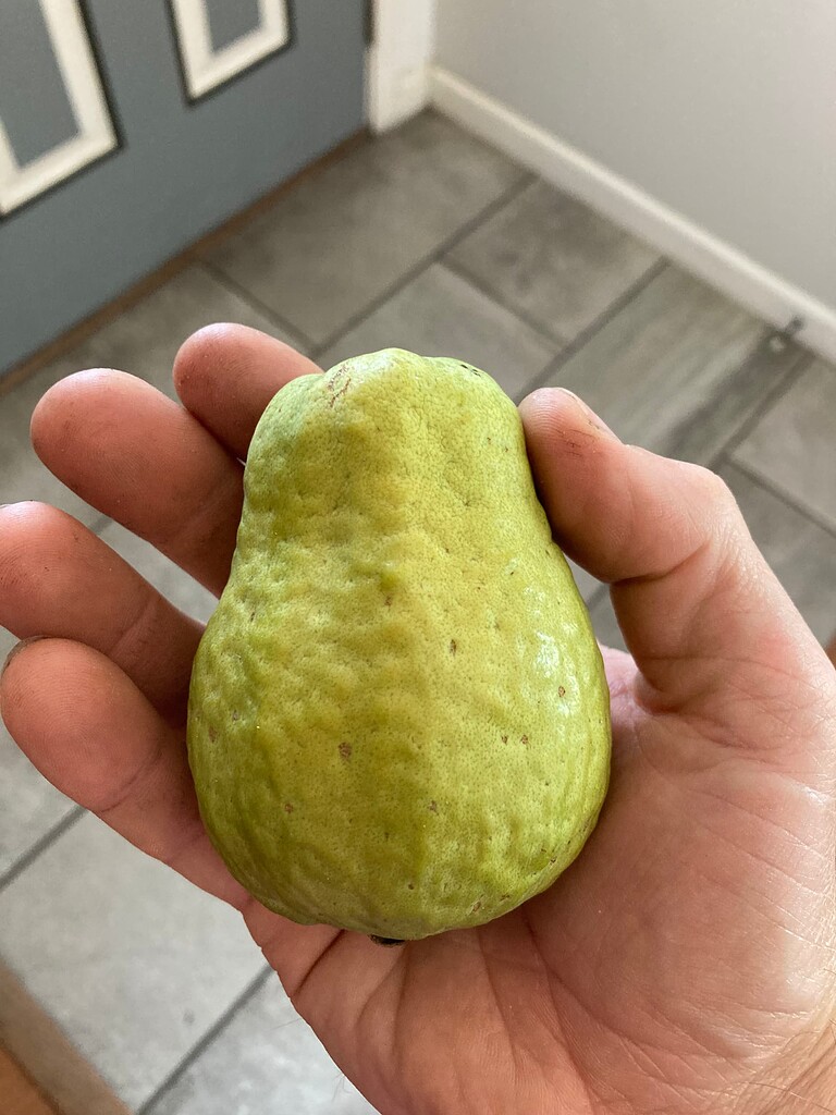 First Barbie Pink Guava - General Fruit Growing - Growing Fruit