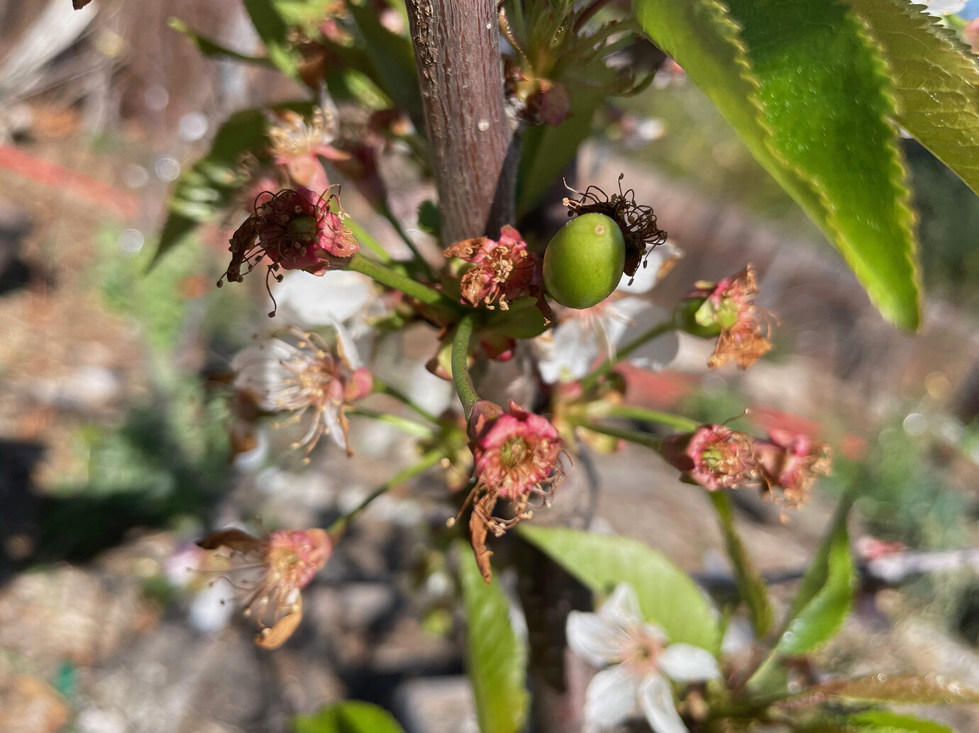 Finger pollination of cherries in southern California - General Fruit Growing - Growing Fruit