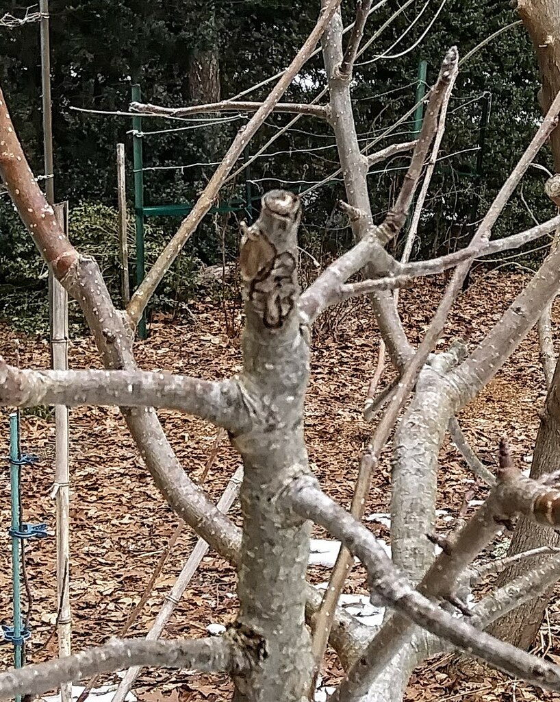 Prune side shoot or new graft for central leader? - General Fruit ...