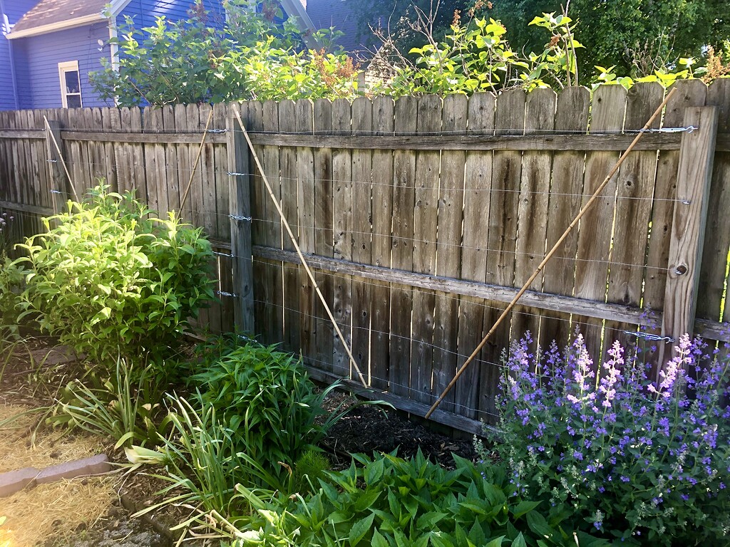 Micro orchard expansion: help/advice wanted! - General Fruit Growing ...