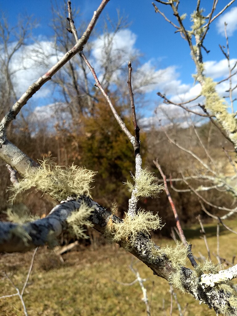 What is this greenish fuzz on my apple tree? - General Fruit Growing ...