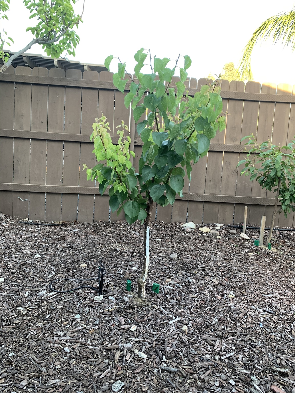 Cot-N-Candy Aprium Pruning advice needed - General Fruit Growing ...