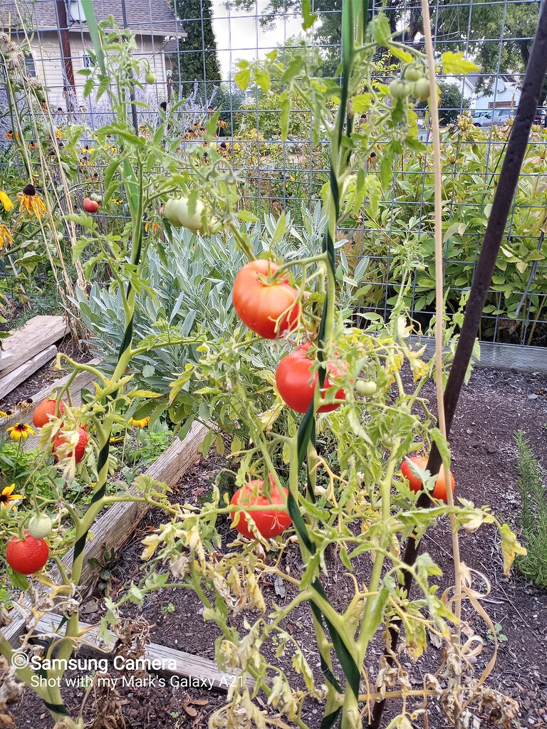 Weird Tomatoes query - Page 2 - General Gardening - Growing Fruit